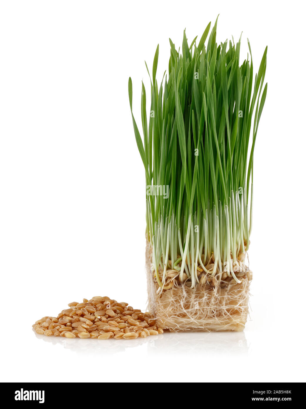 Heap of wheat grain with green wheat sprouts isolated on white ...