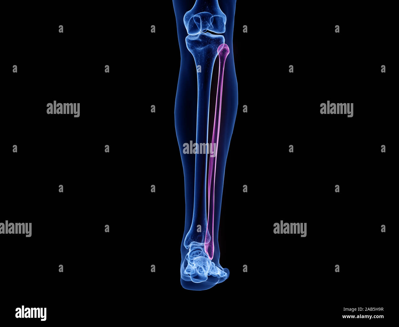Fibula bone hi-res stock photography and images - Alamy