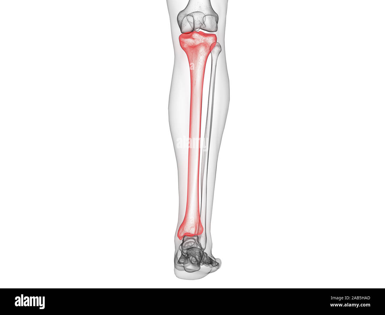3d rendered medically accurate illustration of the tibia bone Stock ...