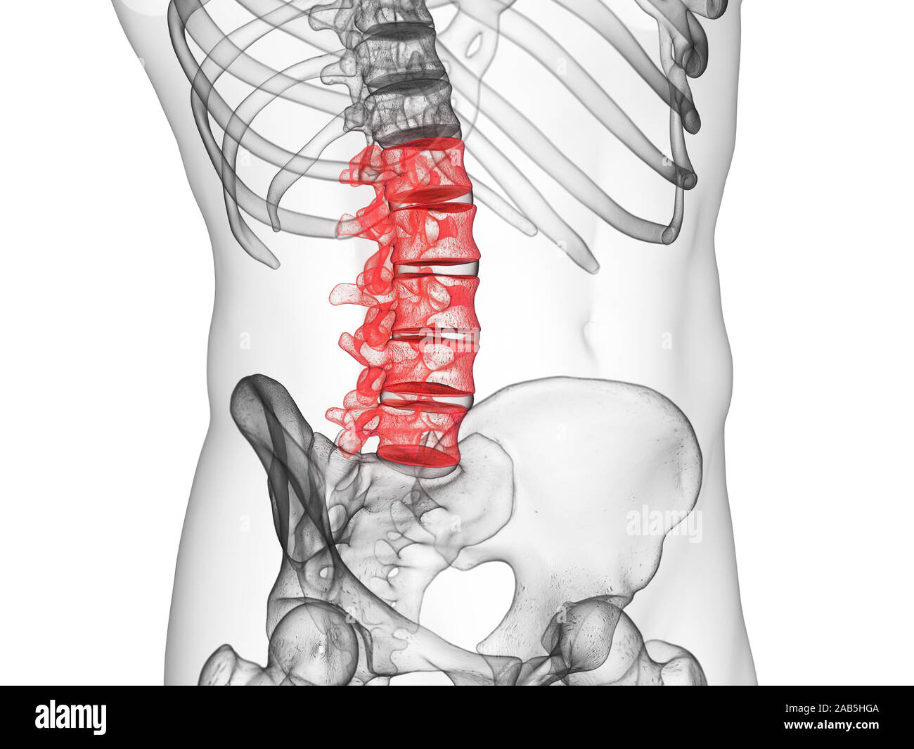 3d rendered medically accurate illustration of the lumbar spine Stock ...
