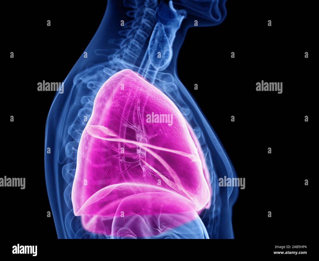 3d rendered medically accurate illustration of the lung Stock Photo - Alamy