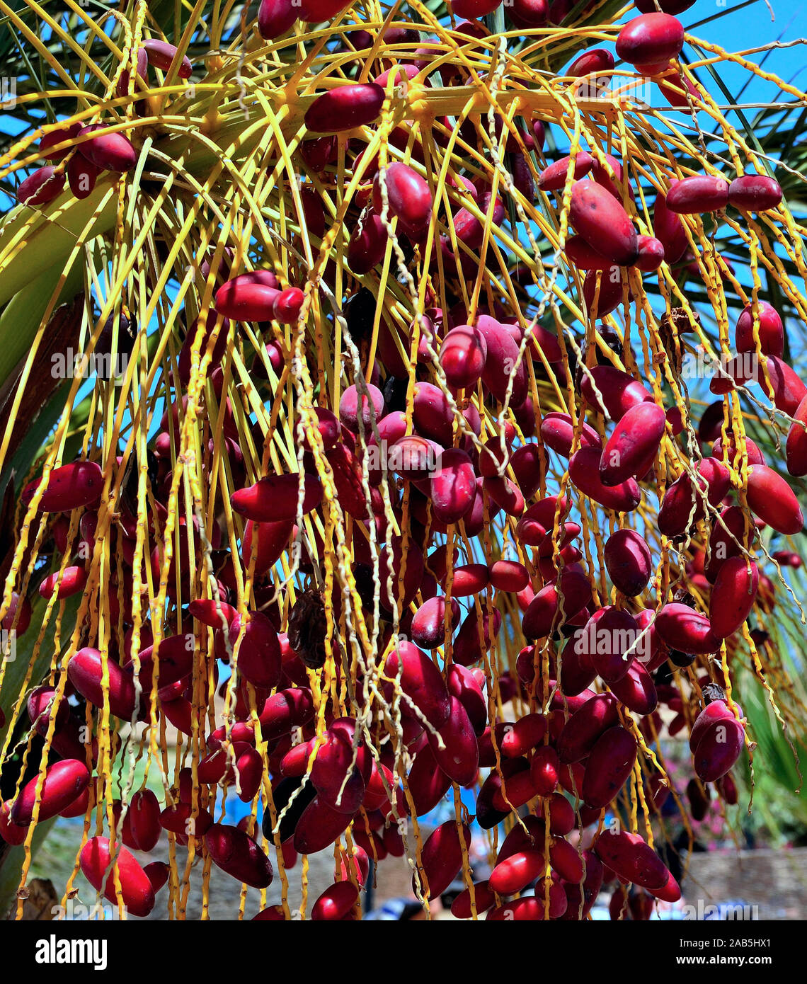 Dates marsa alam egypt hi-res stock photography and images - Alamy