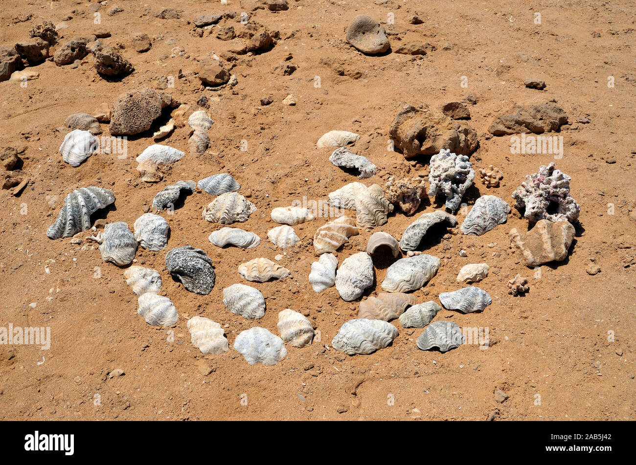 small shells in the desert sand marsa alam egypt Stock Photo - Alamy