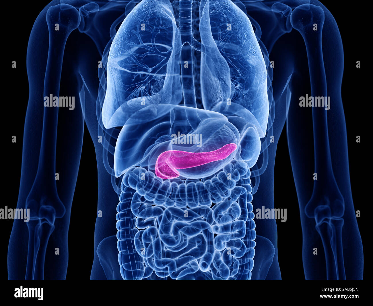 3d rendered medically accurate illustration of the pancreas Stock Photo ...