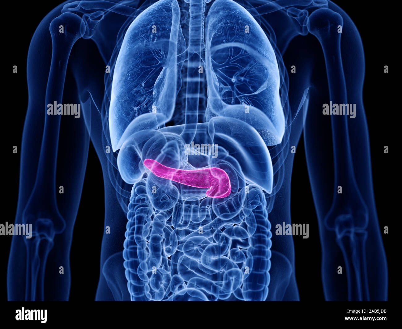 3d rendered illustration male pancreas hi-res stock photography and ...