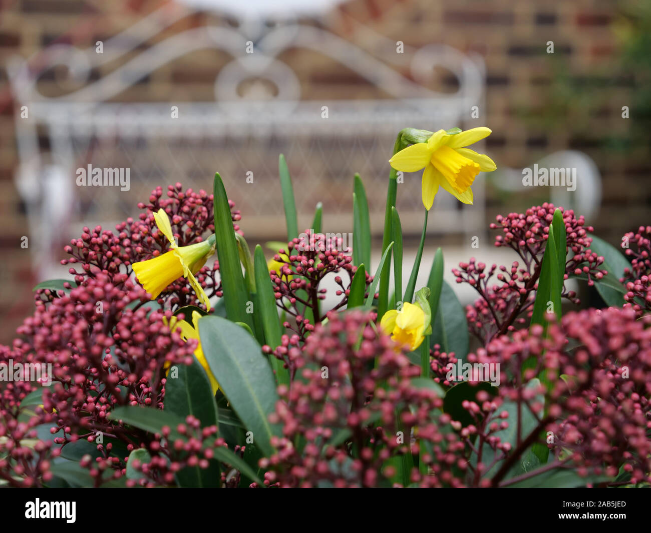 Low growing daffodil Tete a Tete seen in pots with other evergreen ...