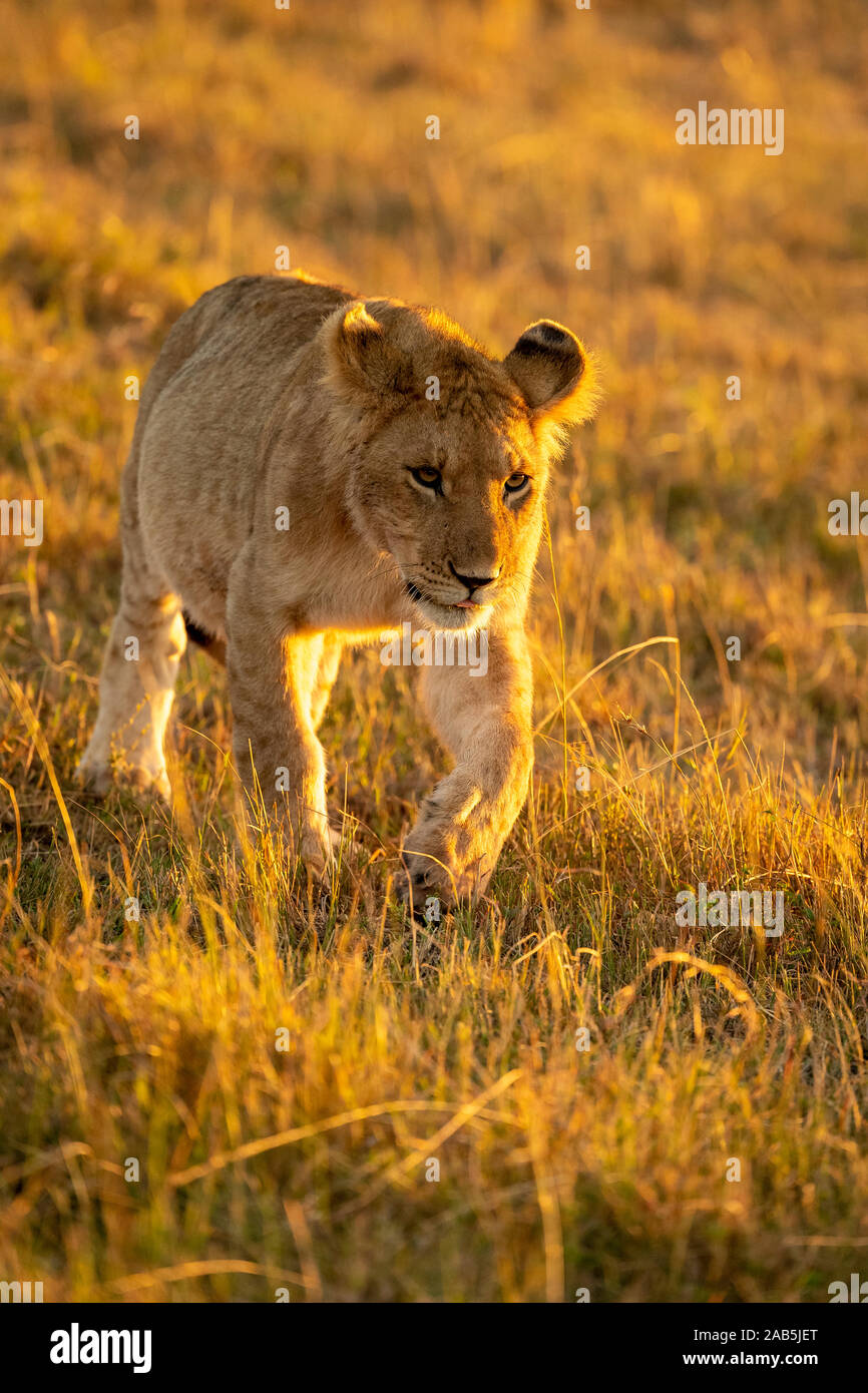 Two lion cubs pouncing hi-res stock photography and images - Alamy