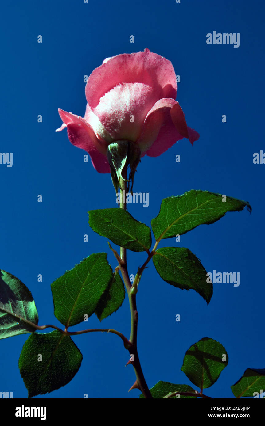 Santo antonio pinhal hi-res stock photography and images - Alamy