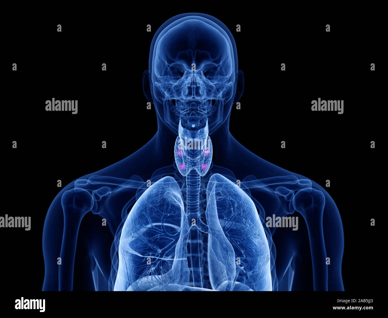 3d rendered medically accurate illustration of the para thyroid glands ...