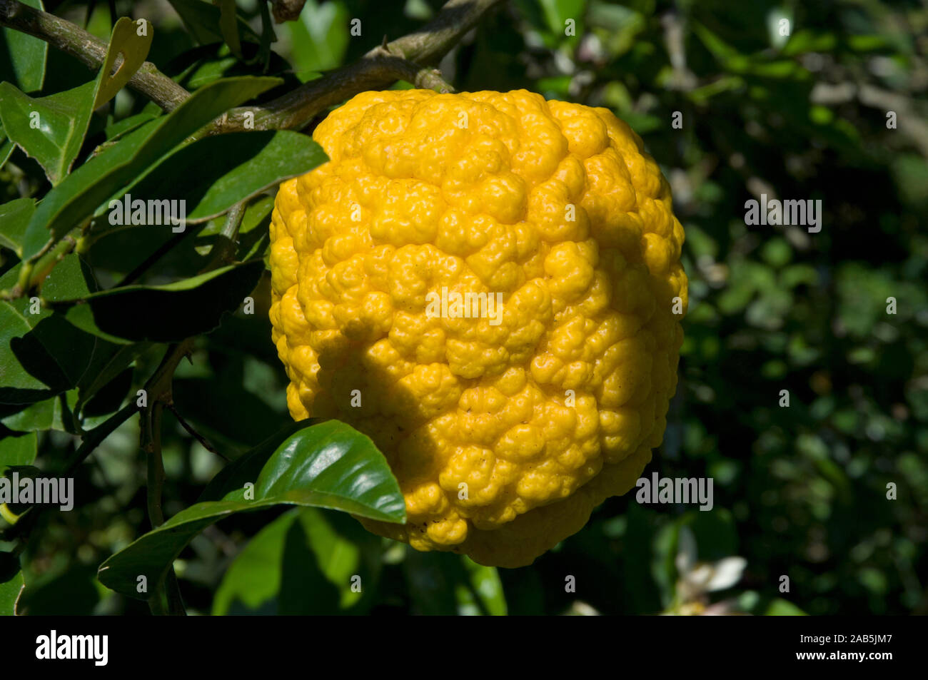 Sidra Tree High Resolution Stock Photography and Images - Alamy