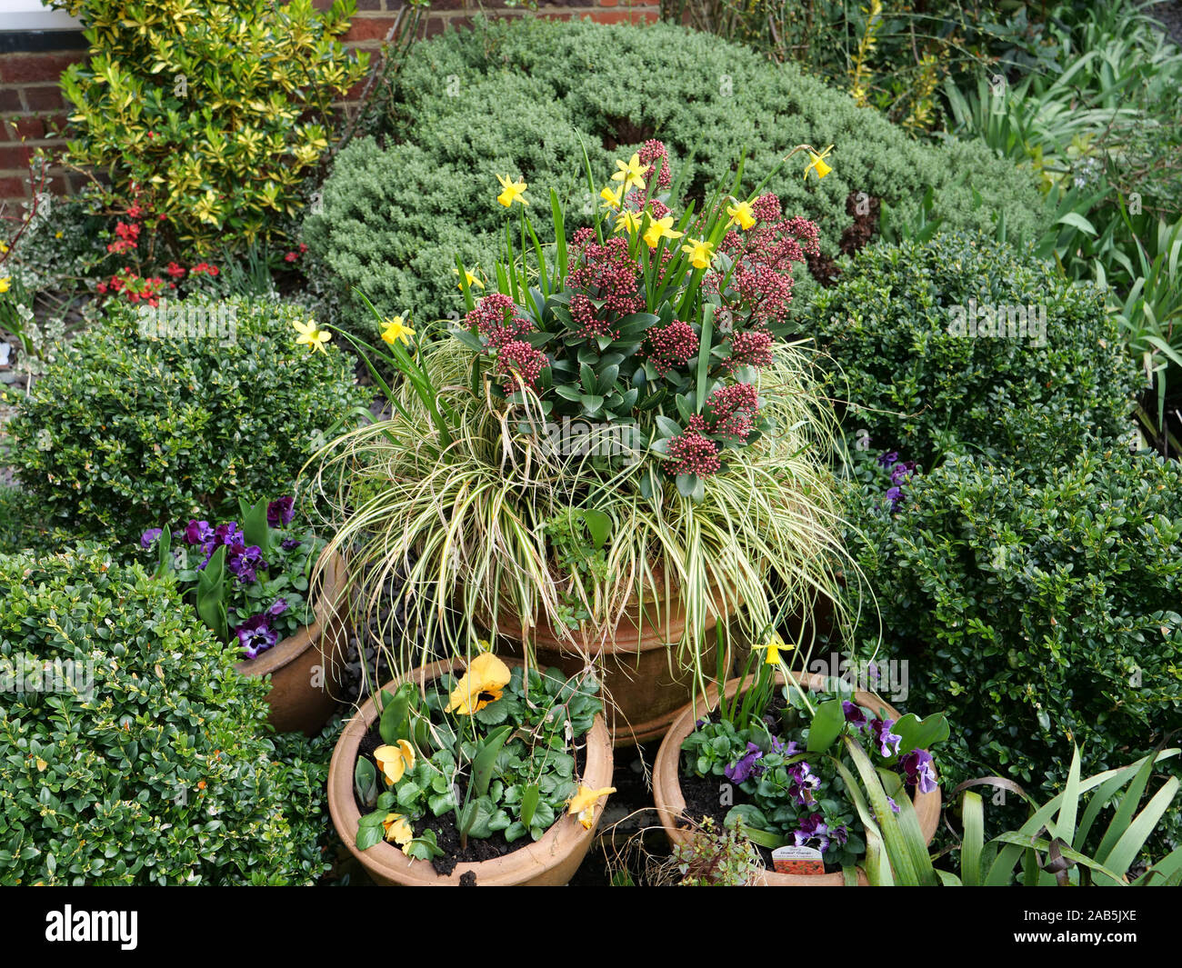 Low growing daffodil Tete a Tete seen in pots with other evergreen ...