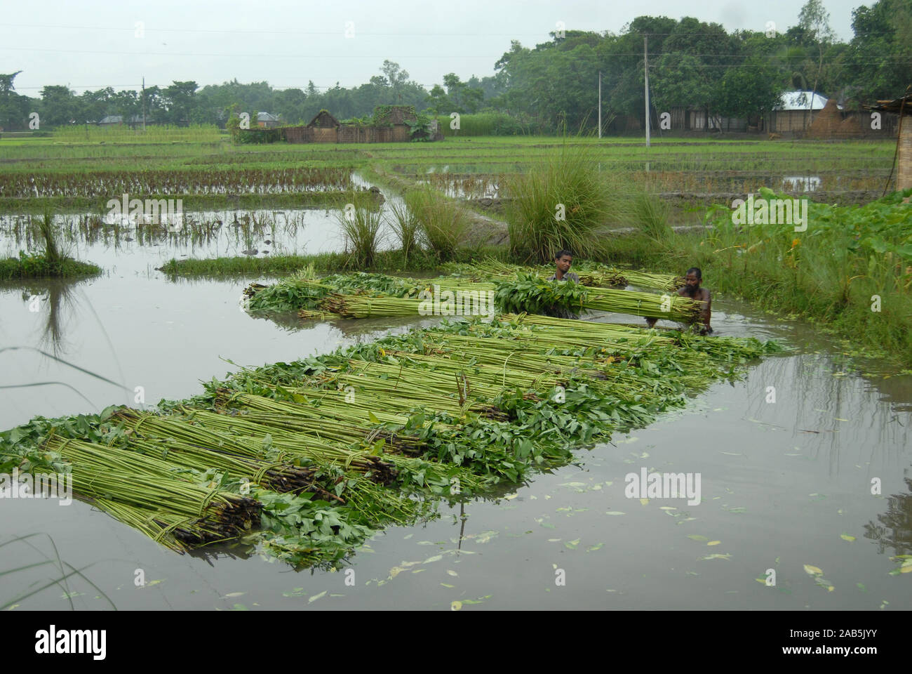 Jute processing in Bangladesh. 2008 Stock Photo - Alamy