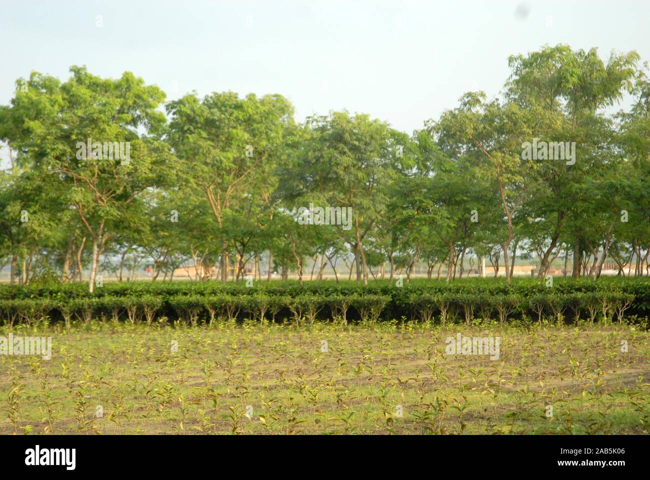 Tea garden in Panchagarh, Dinajpur, Bangladesh. 2008 Stock Photo - Alamy