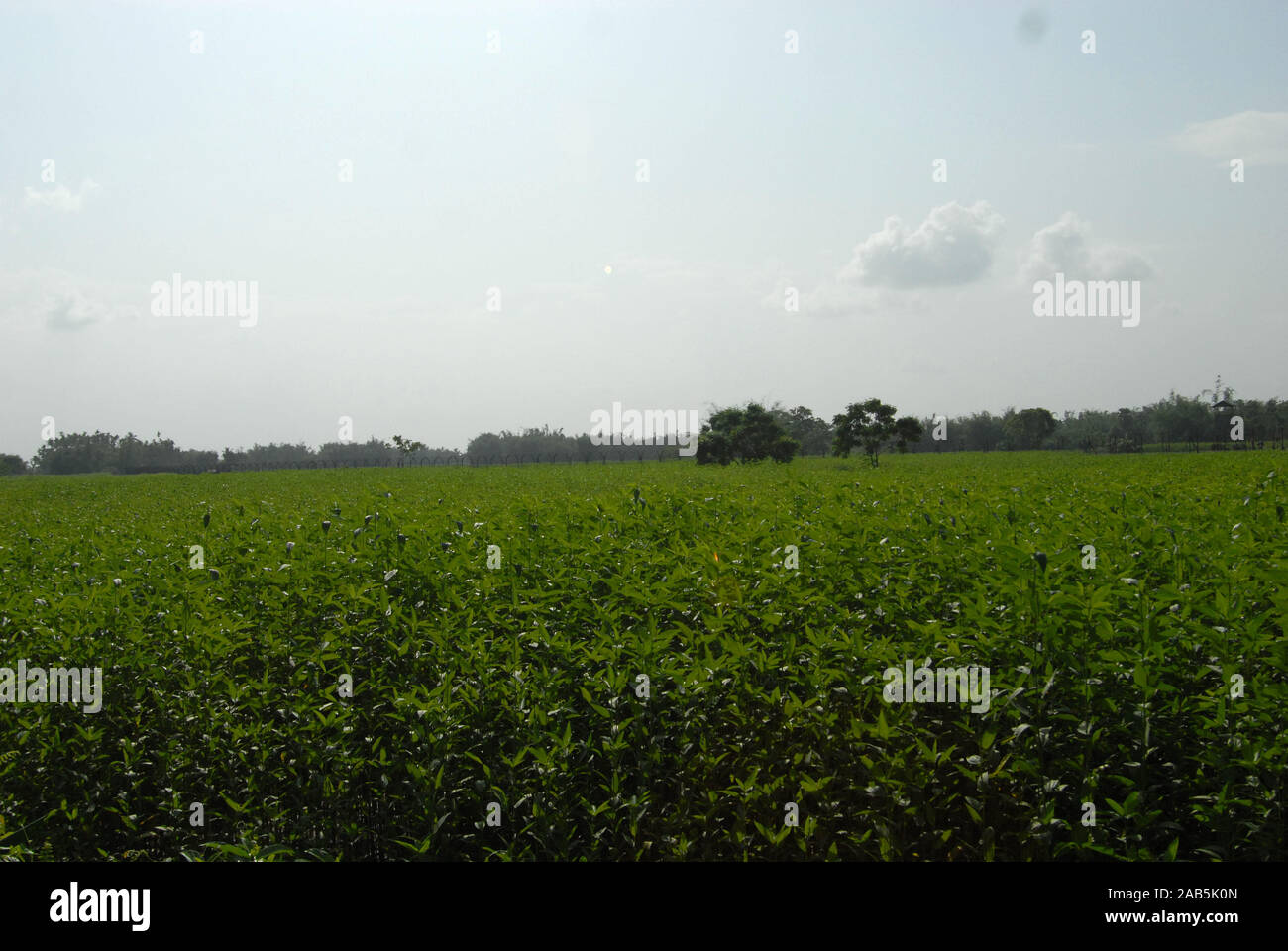 Jute field in Bangladesh. 2008 Stock Photo - Alamy