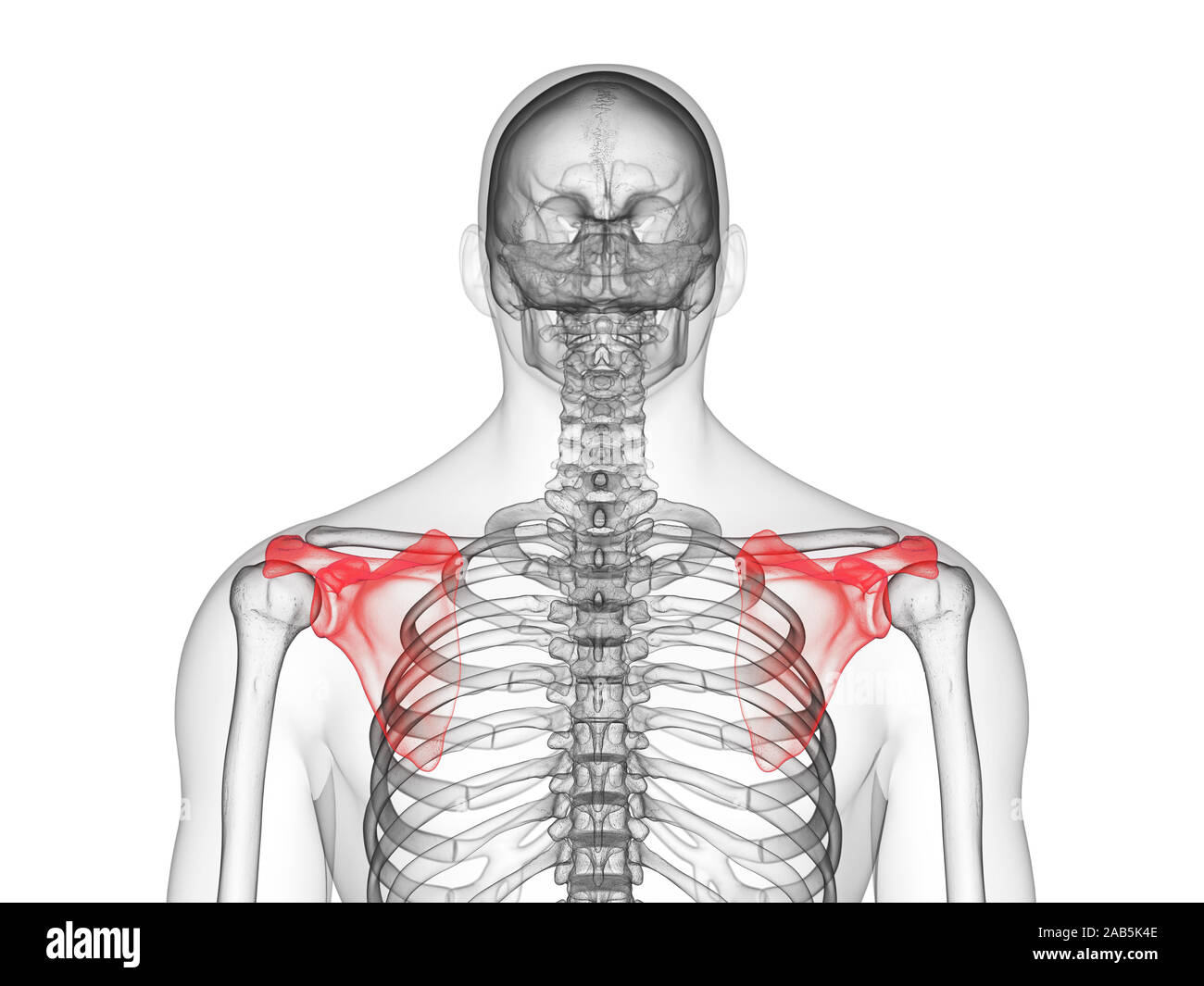 3d rendered medically accurate illustration of the scapula Stock Photo ...