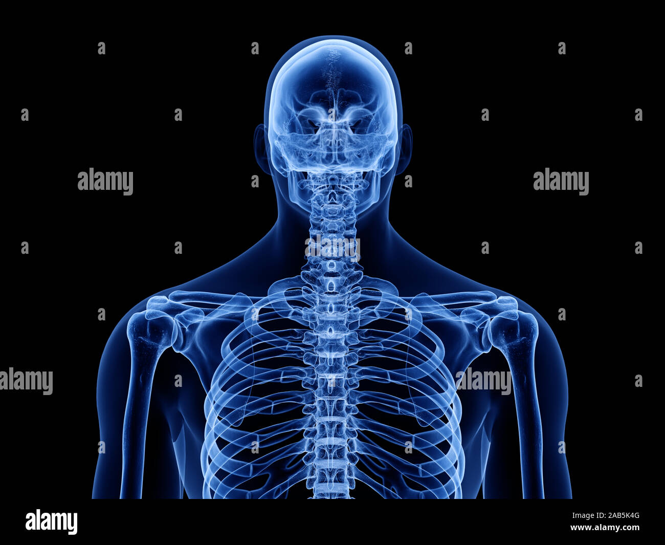 3d rendered medically accurate illustration of the upper skeletal body ...