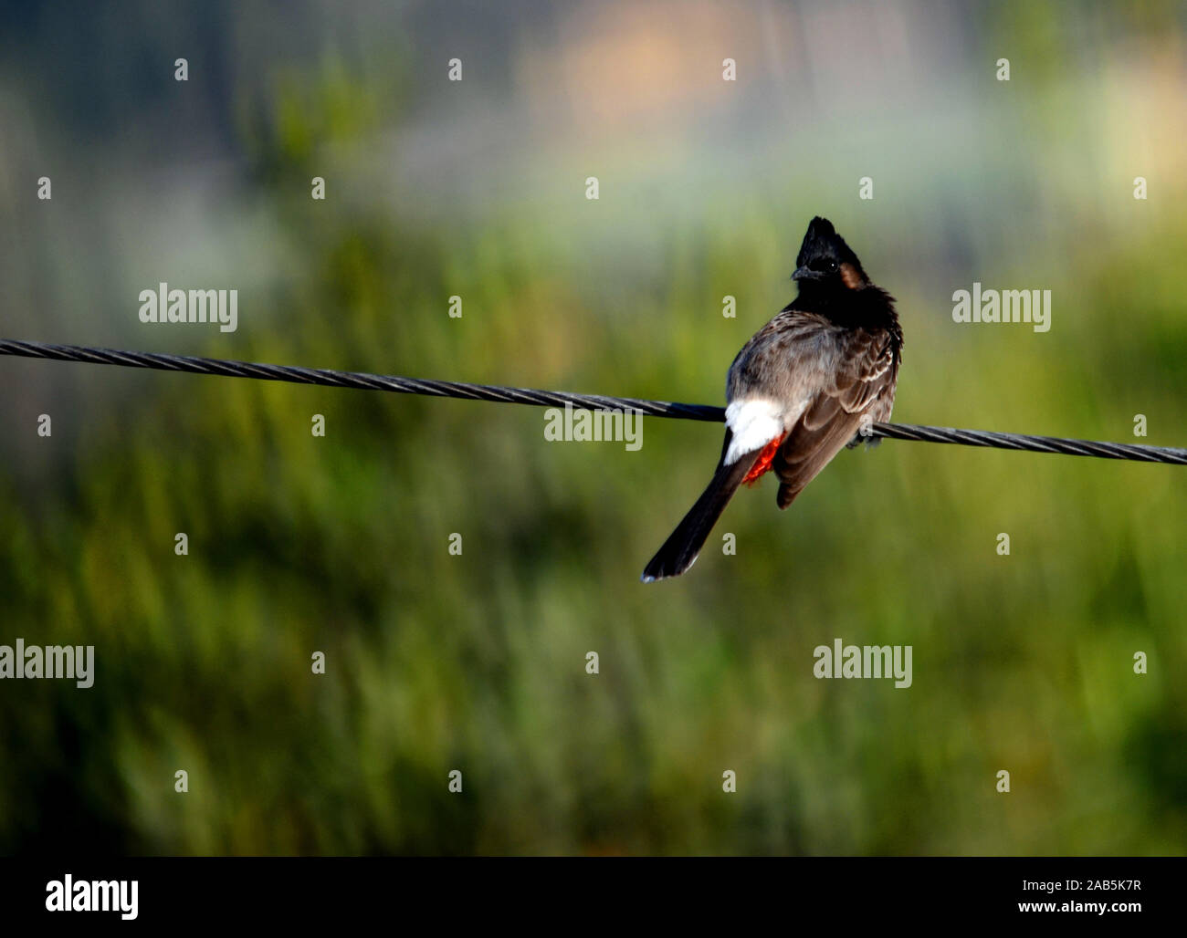 Bulbuli bird hi-res stock photography and images - Alamy