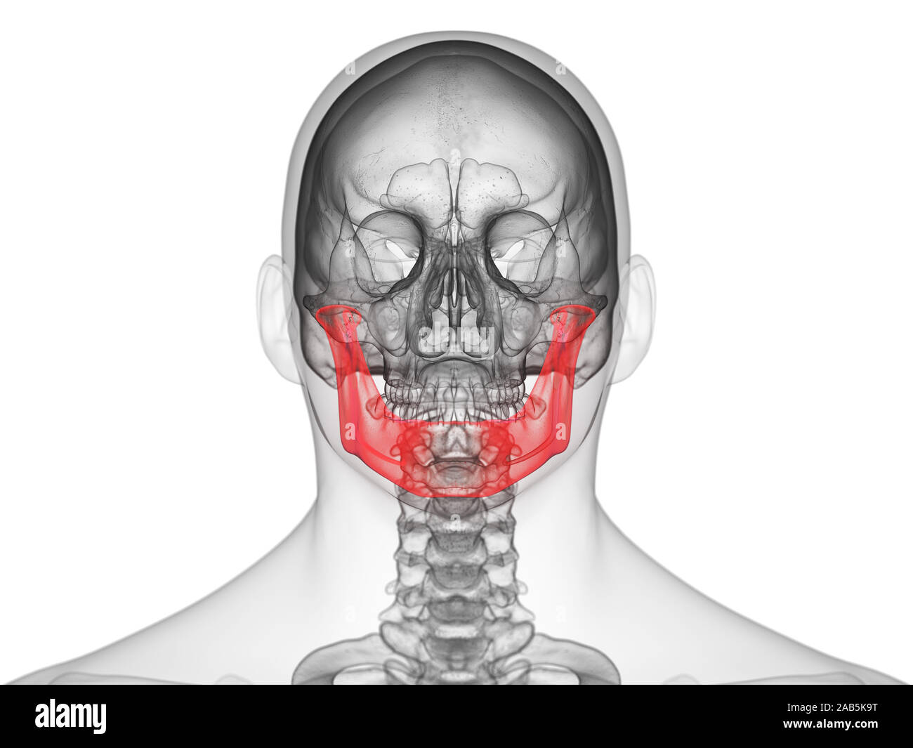 3d rendered medically accurate illustration of the jaw bone Stock Photo ...