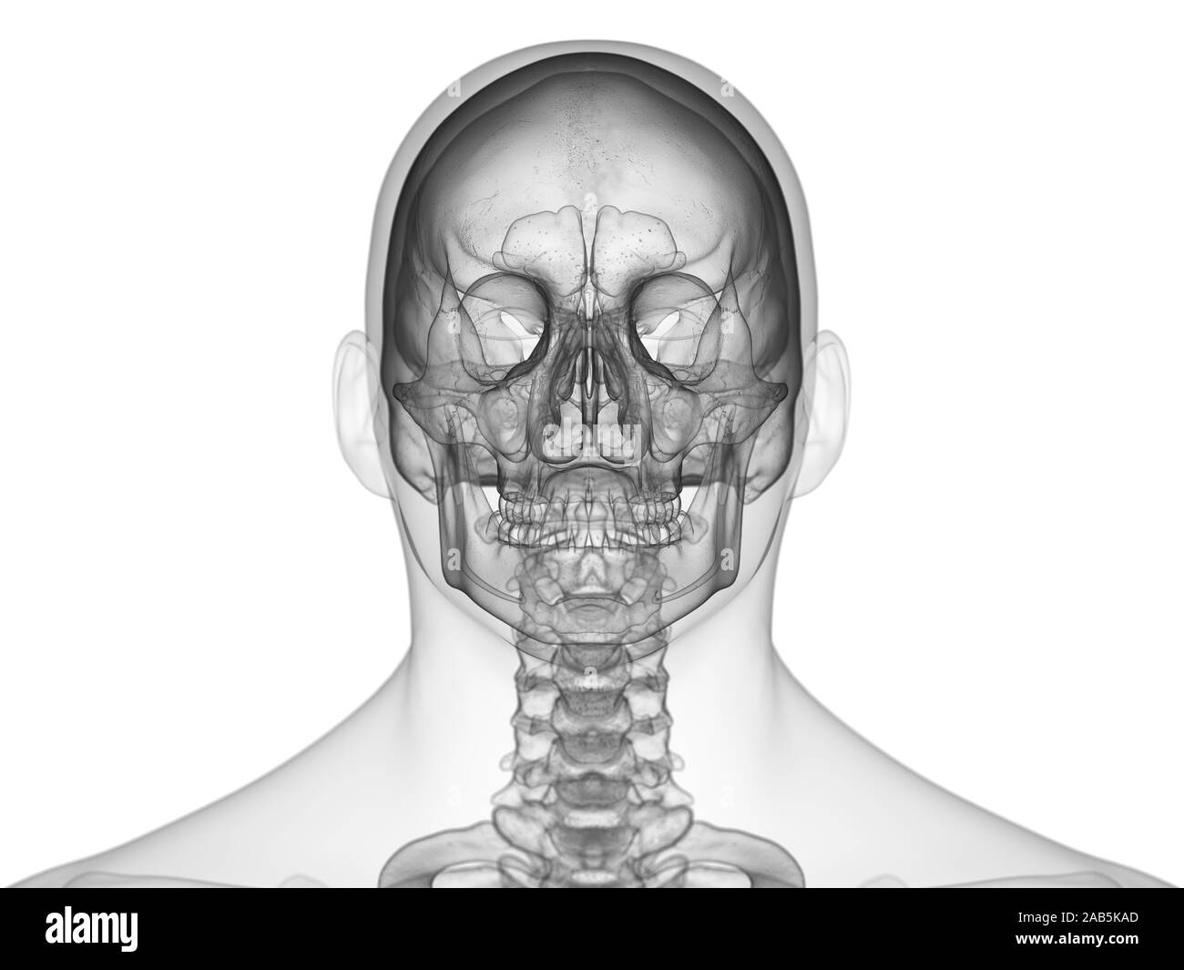 3d rendered medically accurate illustration of the human skull Stock ...