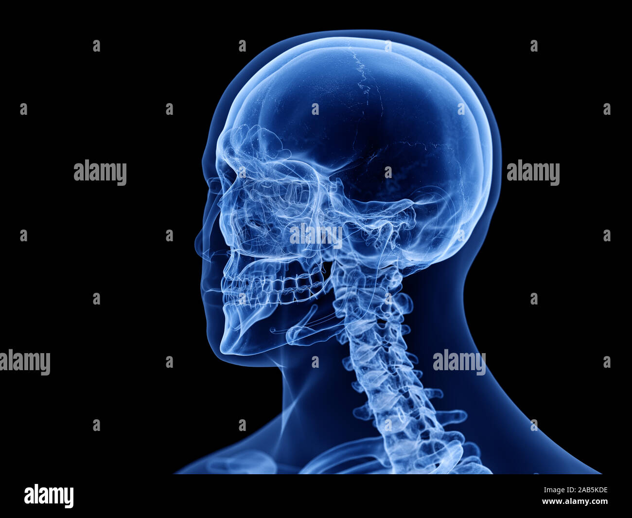 3d rendered medically accurate illustration of the human skull Stock ...