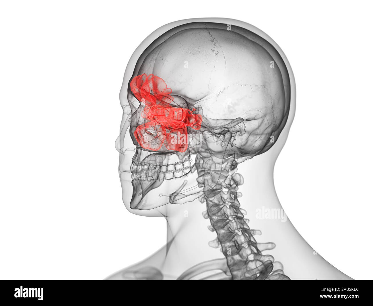 3d rendered medically accurate illustration of the sinuses Stock Photo ...