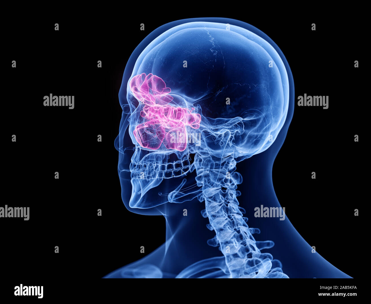 3d rendered medically accurate illustration of the sinuses Stock Photo ...