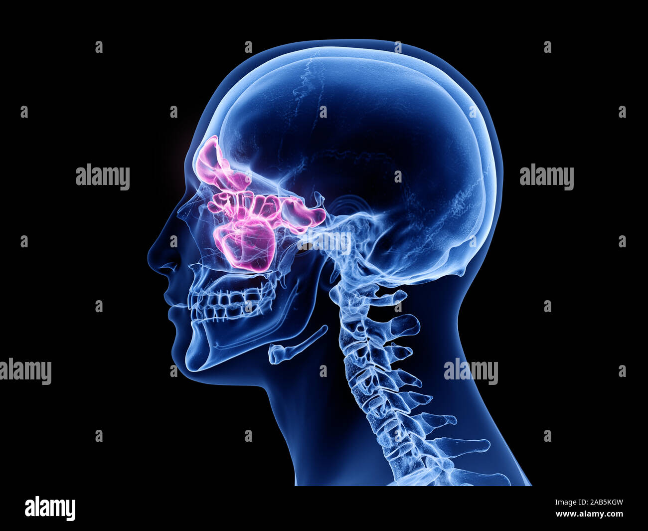 3d rendered medically accurate illustration of the sinuses Stock Photo ...