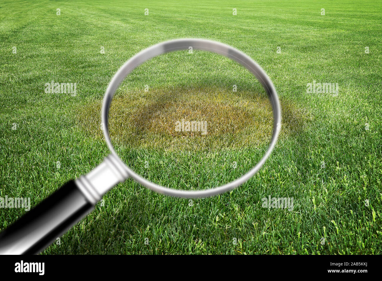 Magnifying glass with green grass background - Grass disease concept ...