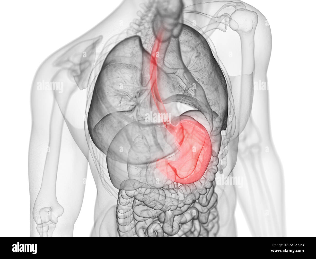 3d rendered medically accurate illustration of the stomach Stock Photo ...
