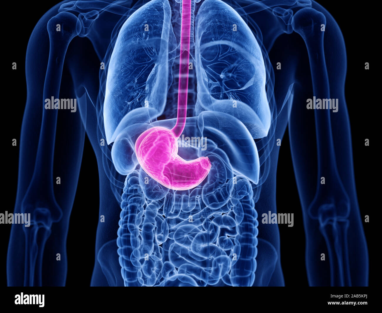 3d rendered medically accurate illustration of the stomach Stock Photo ...