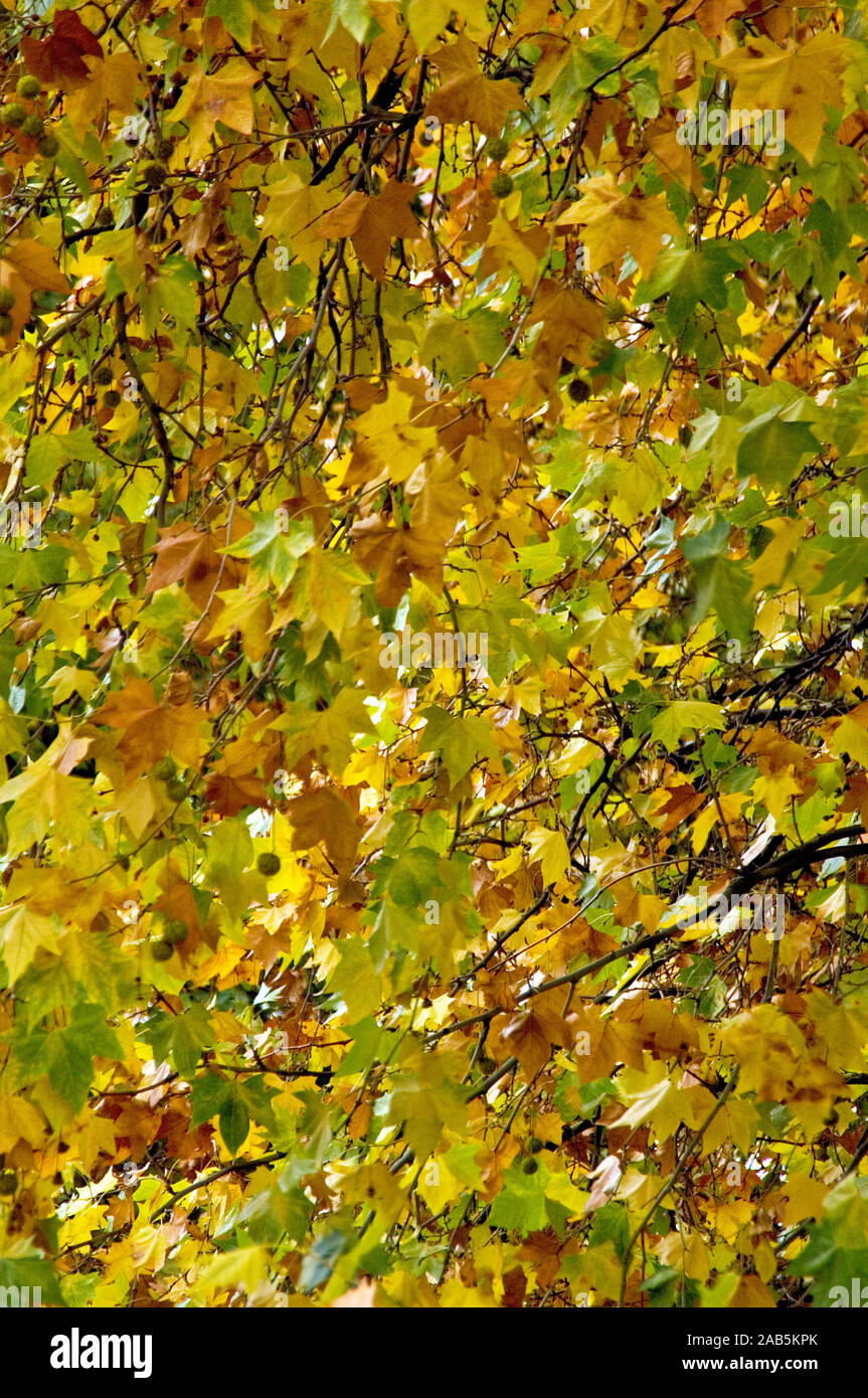 Marple Trees High Resolution Stock Photography and Images - Alamy