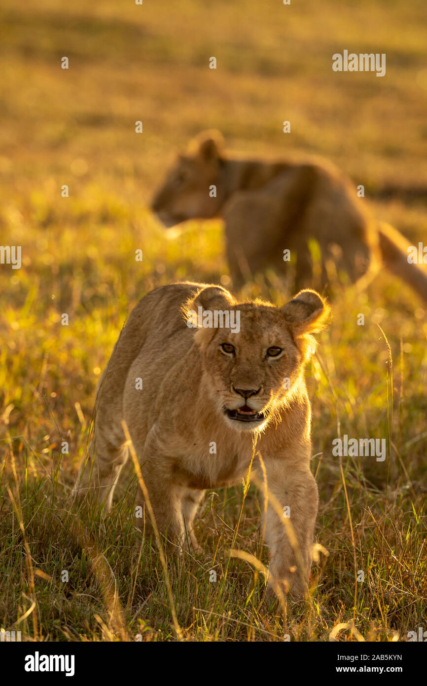 Lion Cubs (Panthera leo) playing, prancing, tussling and running in the ...