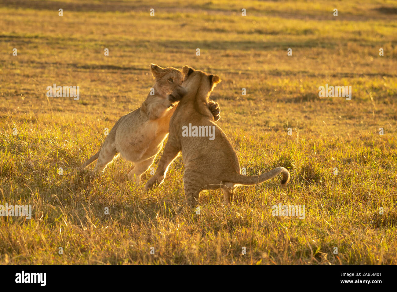 Pouncing Lion High Resolution Stock Photography and Images - Alamy