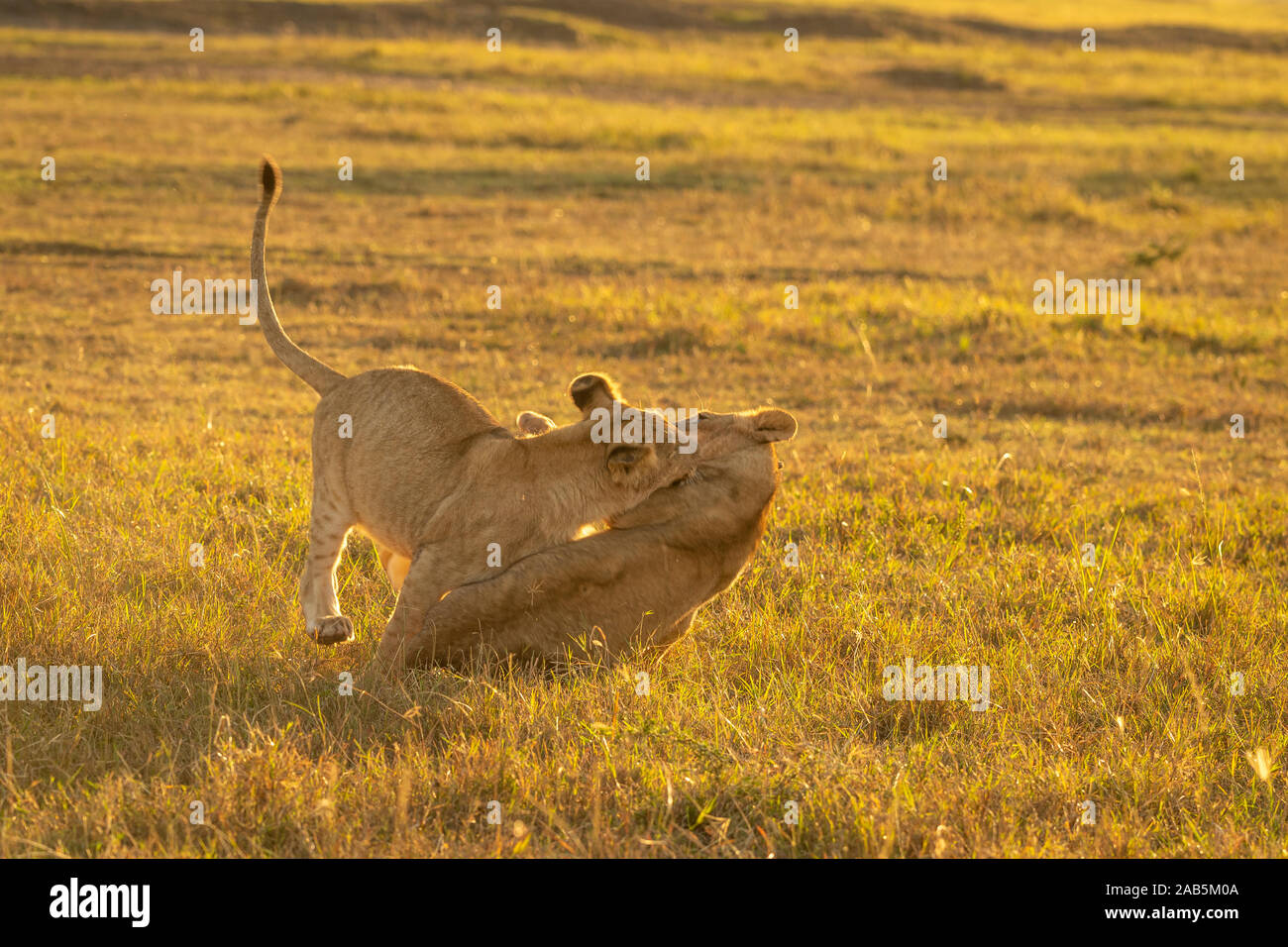 Pouncing lion hi-res stock photography and images - Alamy