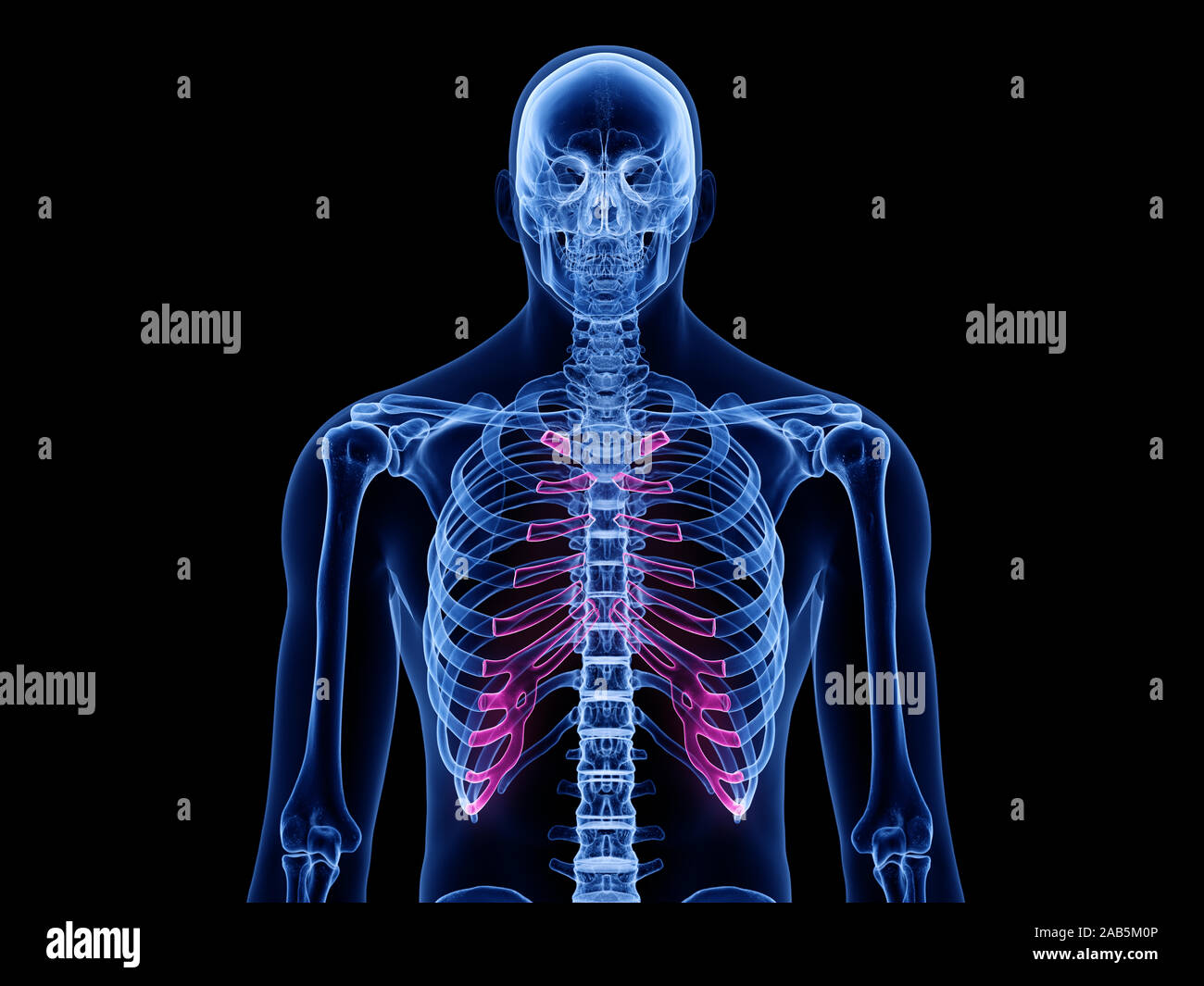 3d rendered medically accurate illustration of the costal cartilage ...