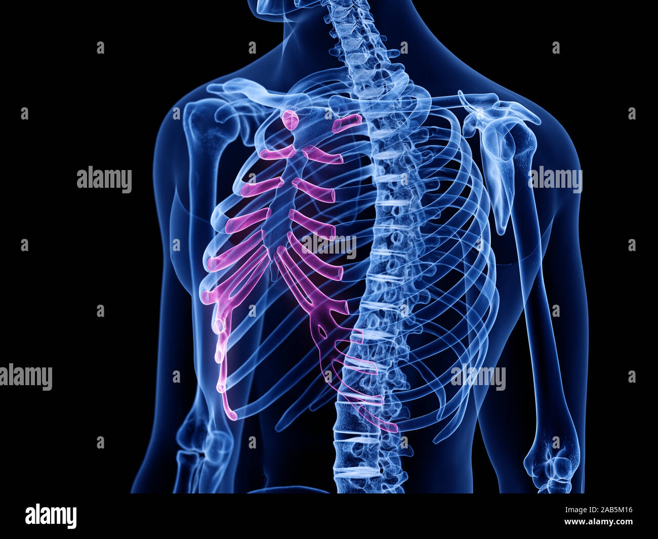 Costal cartilage hi-res stock photography and images - Alamy