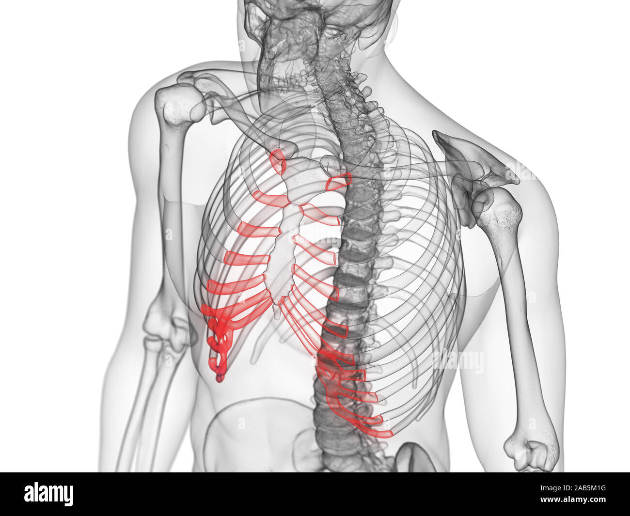 3d rendered medically accurate illustration of the costal cartilage ...