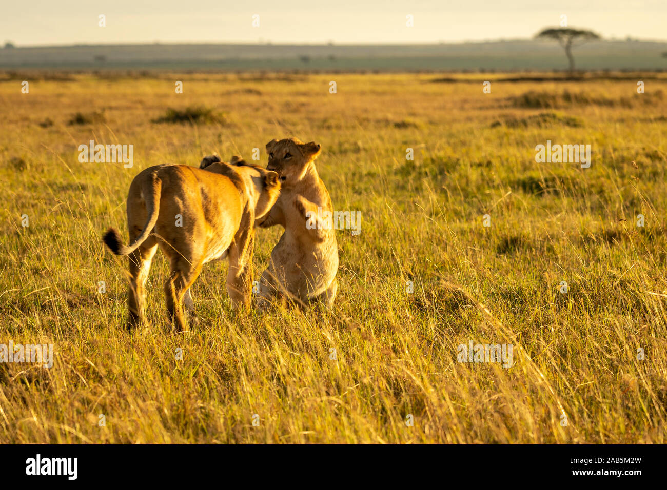 Prancing cat hi-res stock photography and images - Alamy
