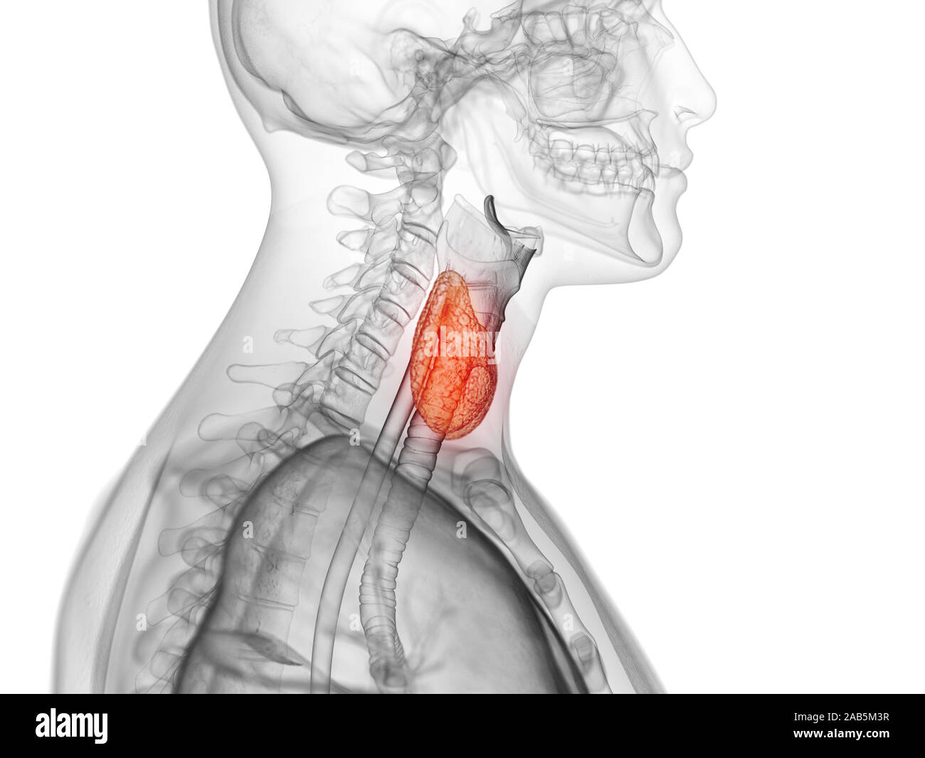 3d rendered medically accurate illustration of the thyroid gland Stock ...