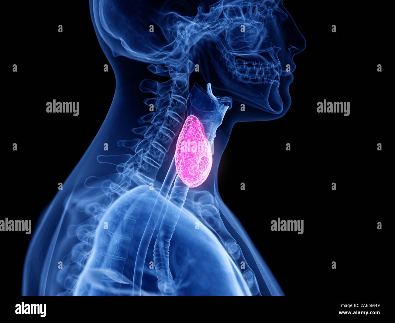 3d rendered medically accurate illustration of the thyroid gland Stock ...