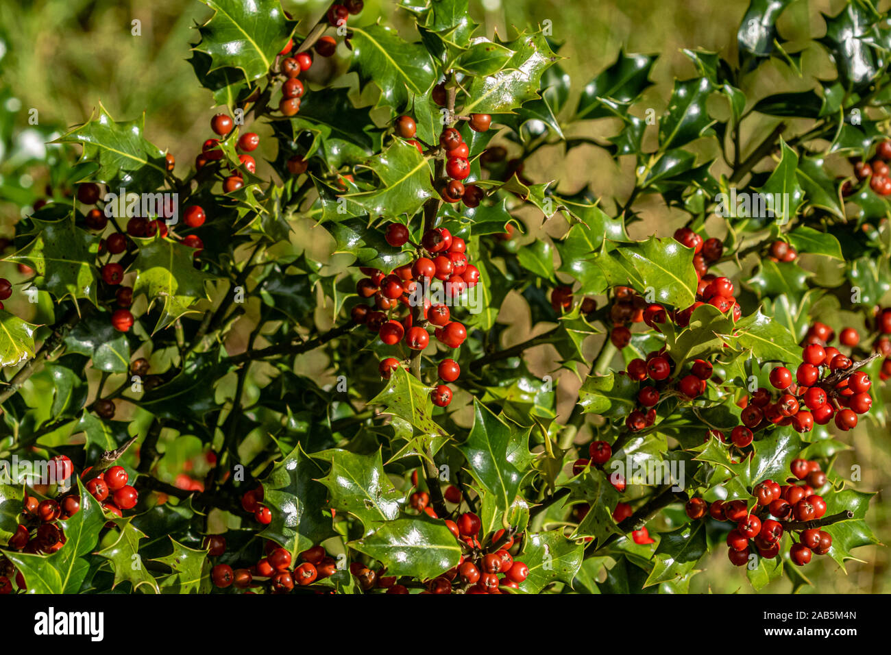 Holly bush red berries hi-res stock photography and images - Alamy