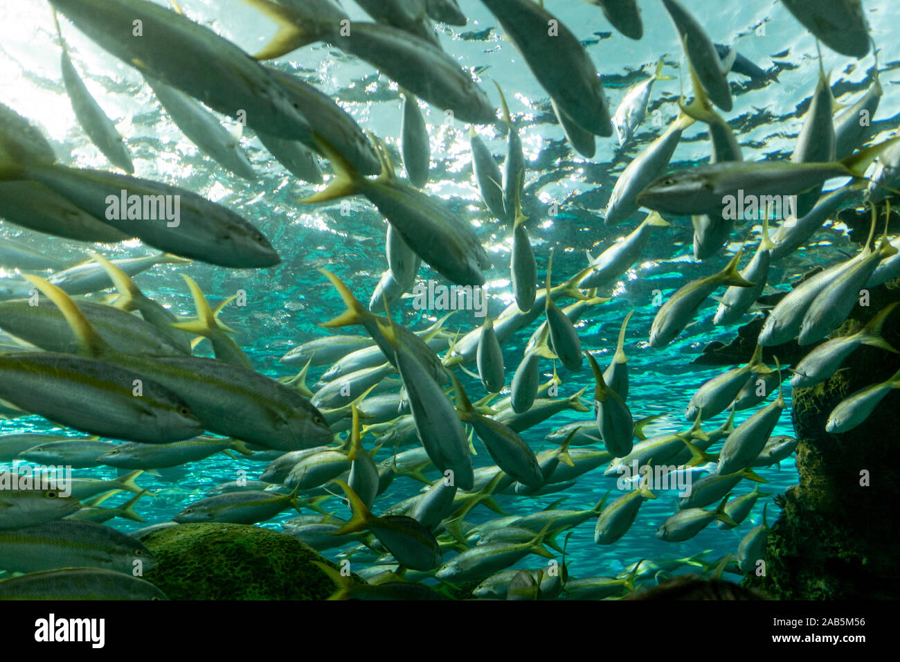 Underwater fish 1 Stock Photo - Alamy