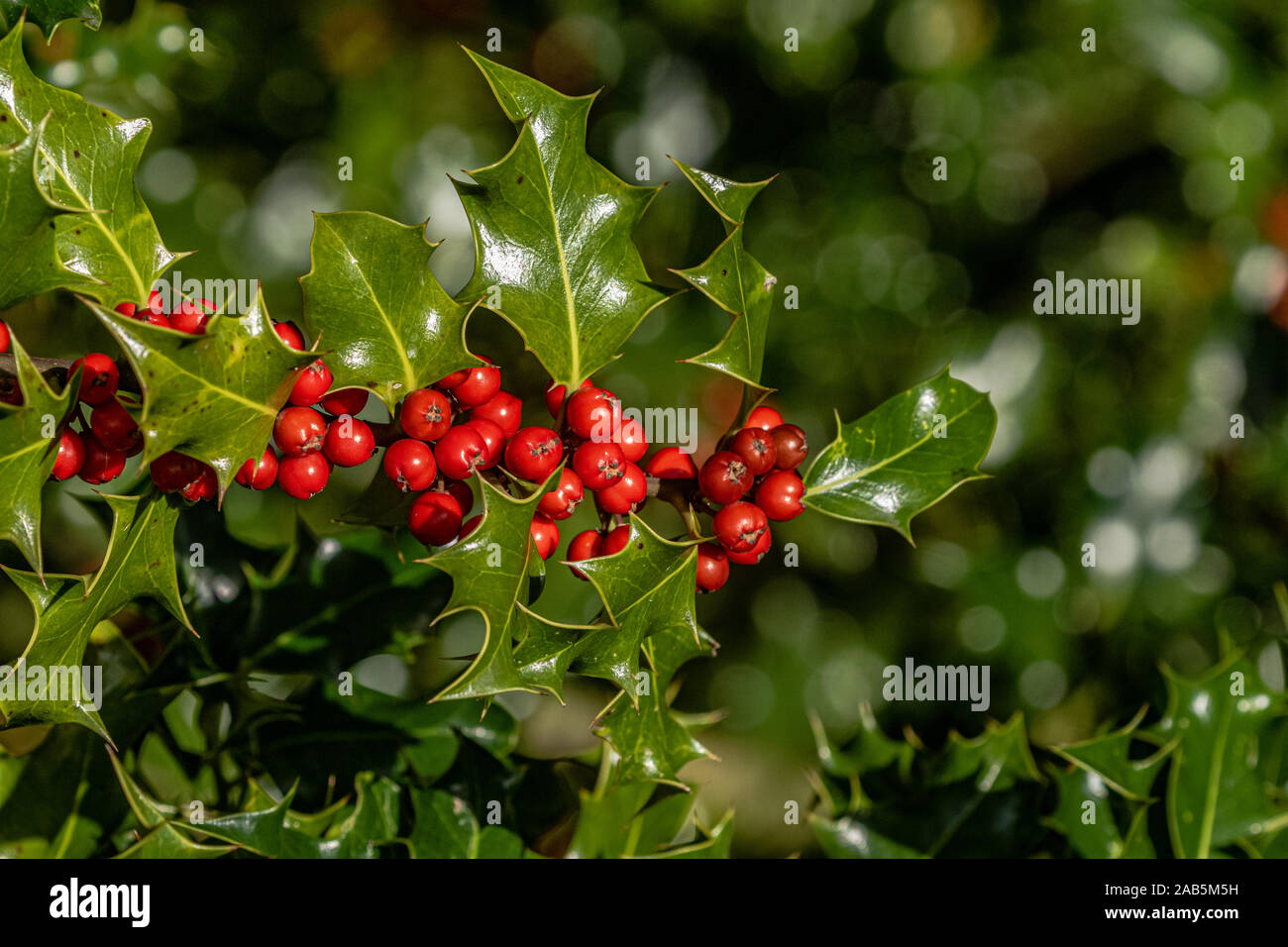 Holly berries hi-res stock photography and images - Alamy