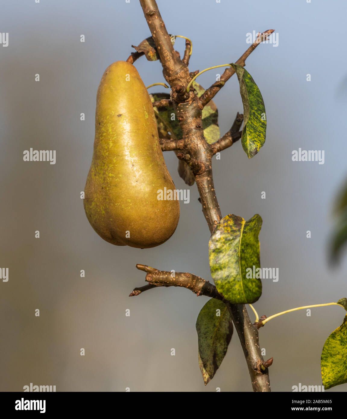 Thomas pear hi-res stock photography and images - Alamy