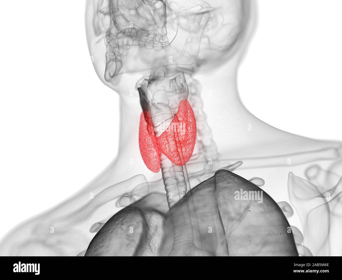 3d rendered medically accurate illustration of the thyroid gland Stock ...