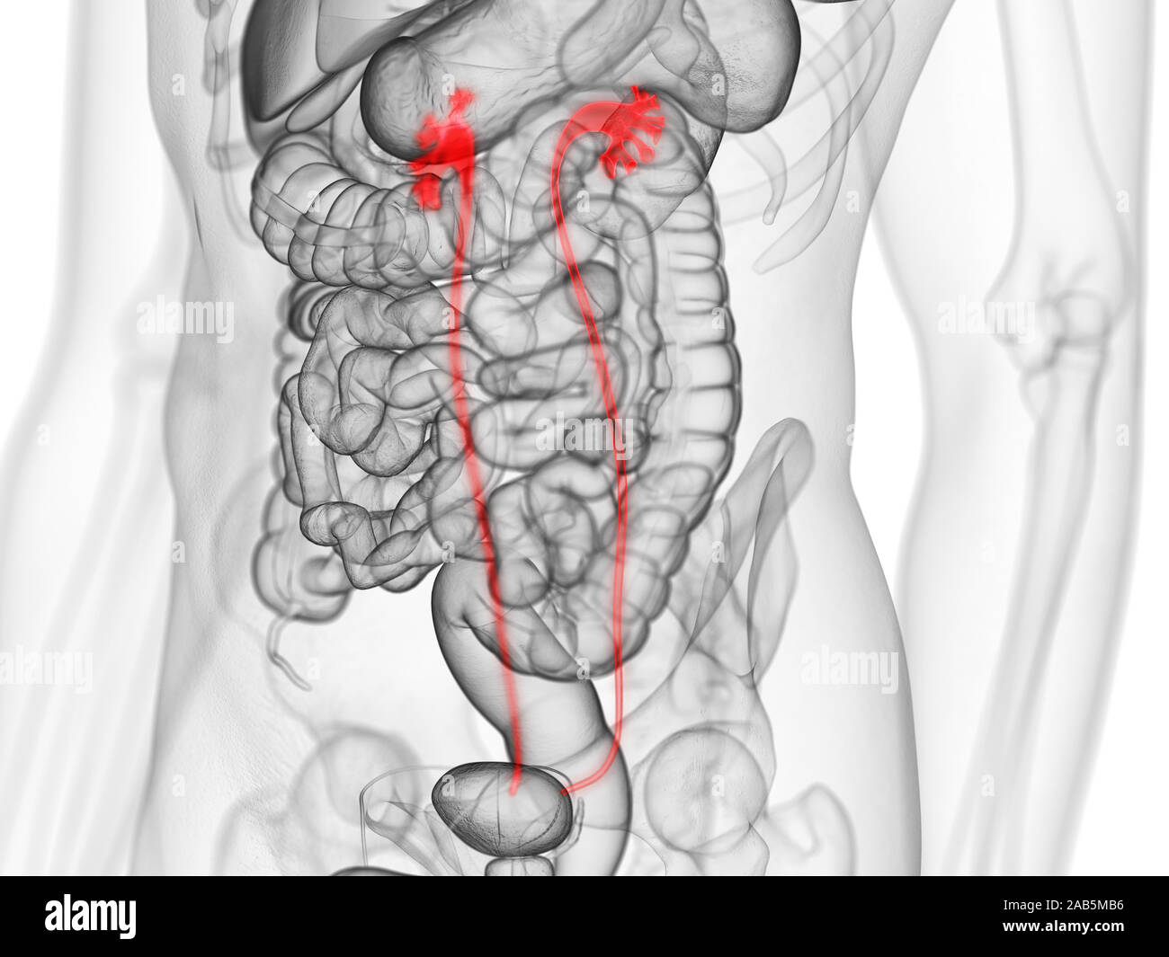 3d rendered medically accurate illustration of the ureters Stock Photo ...