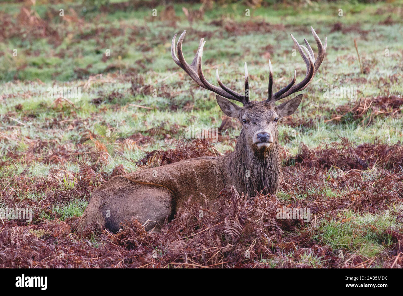 Stag laying down in the fern during autumn in Richmond Park Stock Photo ...
