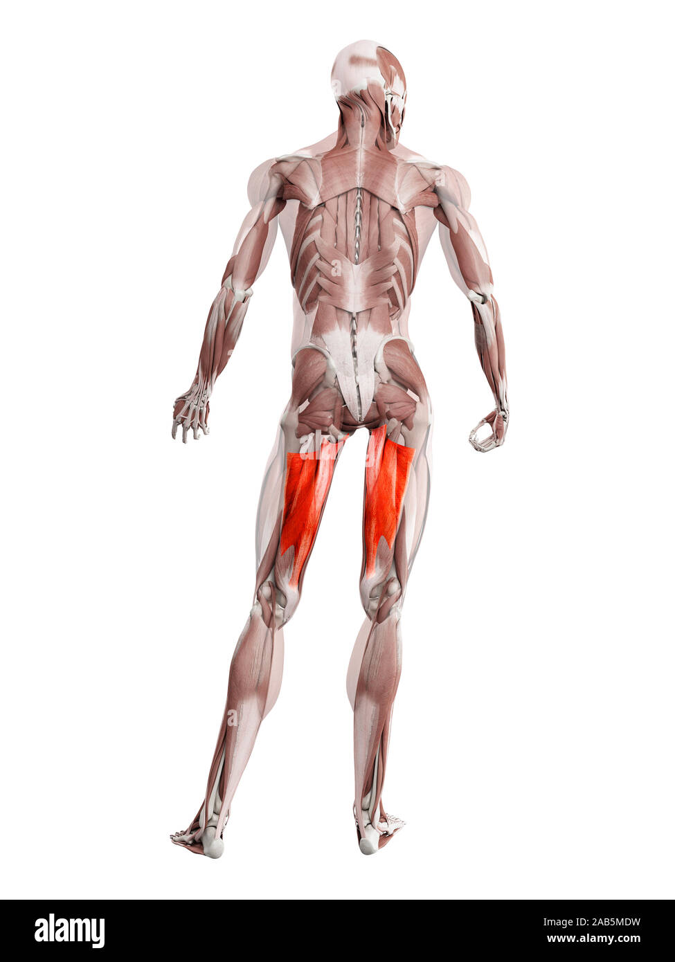 3d rendered muscle illustration of the adductor magnus Stock Photo - Alamy