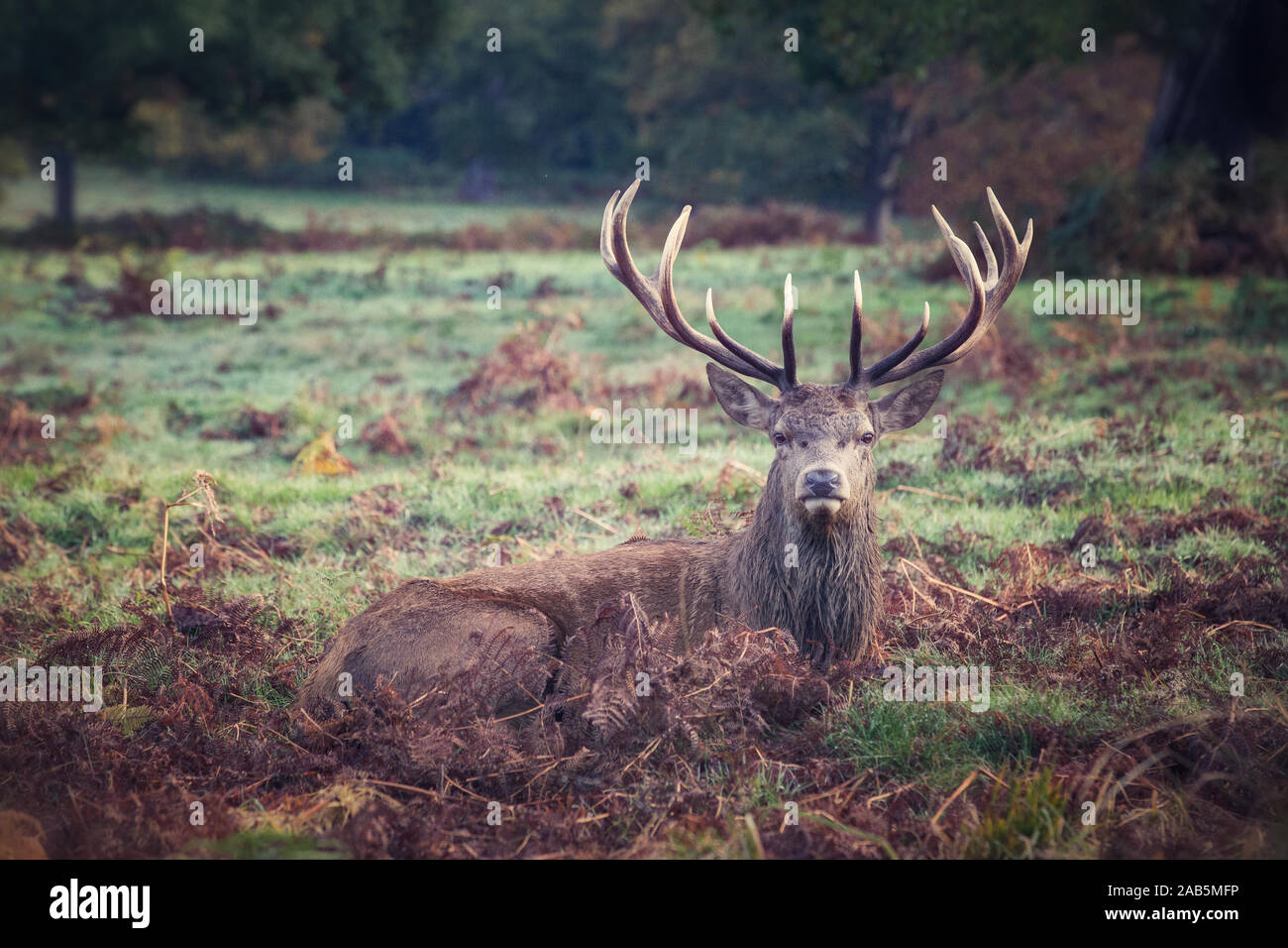 Deer laying down hi-res stock photography and images - Alamy