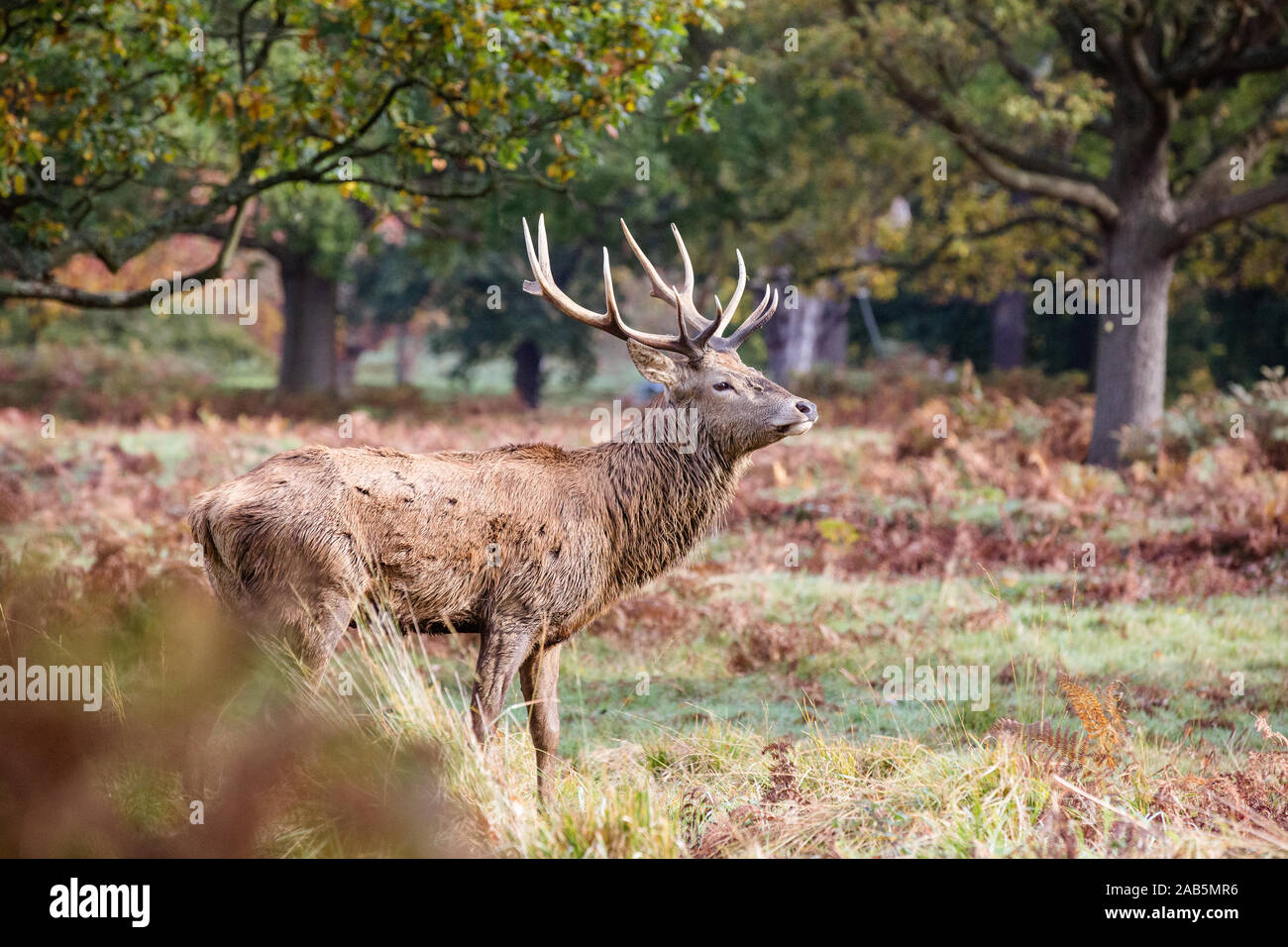 Stag in the Richmond Park in the Autumn Stock Photo - Alamy